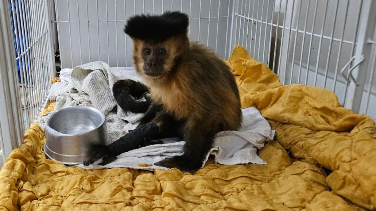 Após diagnóstico de diabetes, macaca resgatada no interior de MG não ...